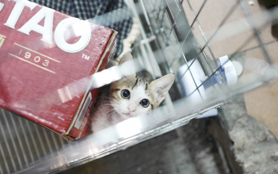 Cats in Hong Kong: A photo essay on friendly felines in the city