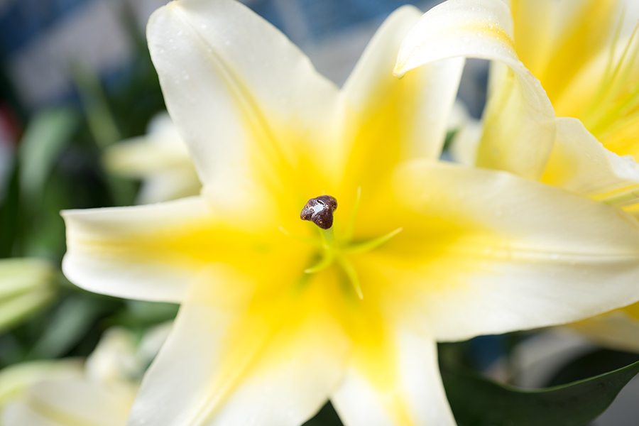 Spring flowers: Embrace the fragrance of sunshine