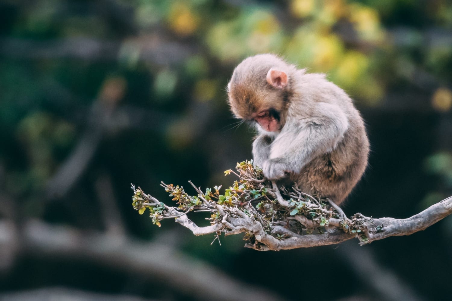 Find these wild animals in Hong Kong | Honeycombers Hong Kong