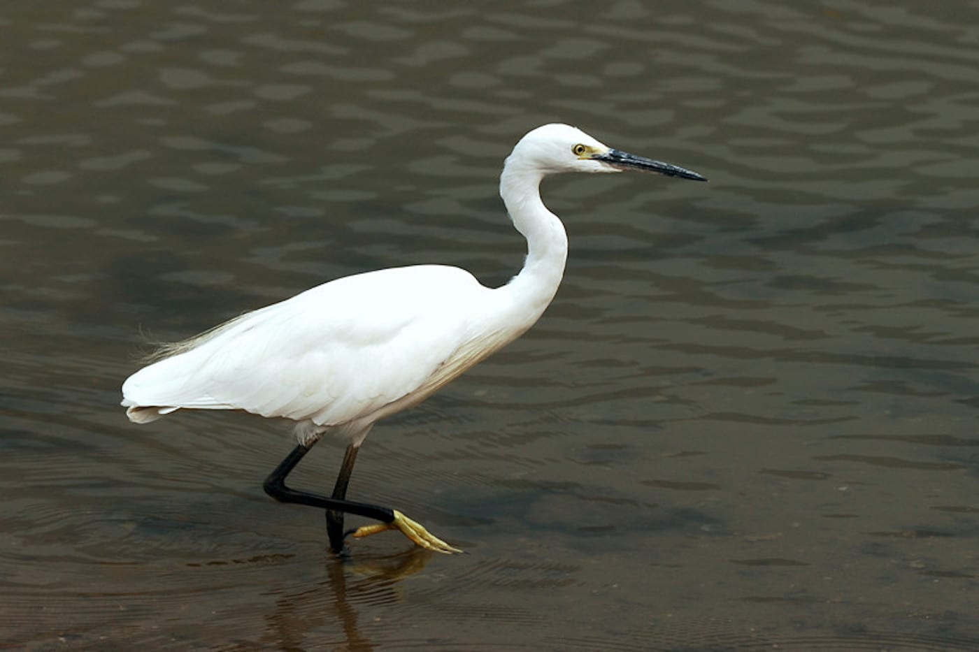 Find these wild animals in Hong Kong | Honeycombers Hong Kong