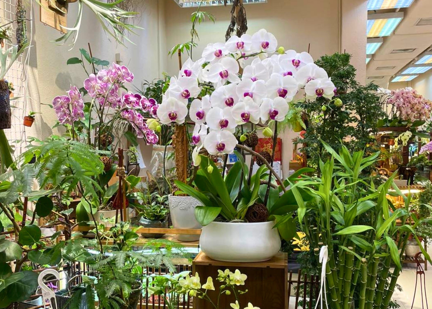 Your local guide to the Hong Kong Flower Market