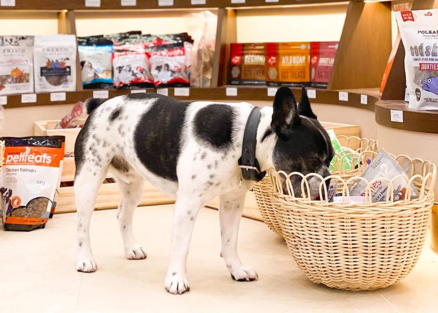 The best pet supply stores in Hong Kong | Honeycombers