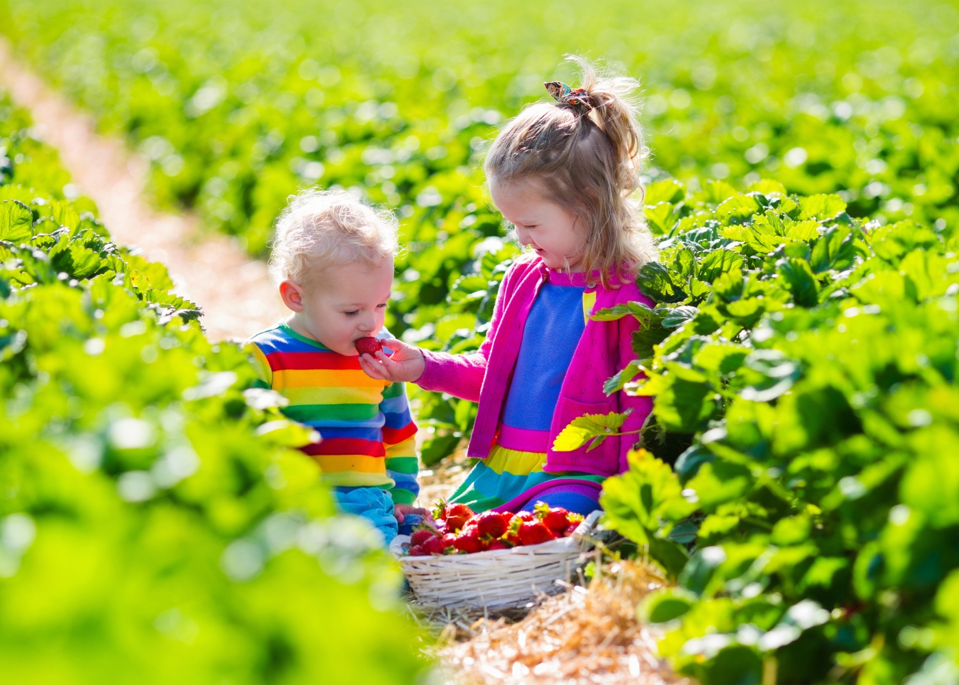 Strawberry farms in Hong Kong: The "berry" best we love to visit!
