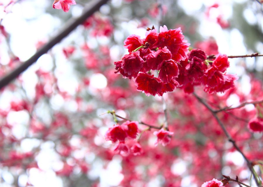 Where to see cherry blossoms in Hong Kong and beyond | Honeycombers