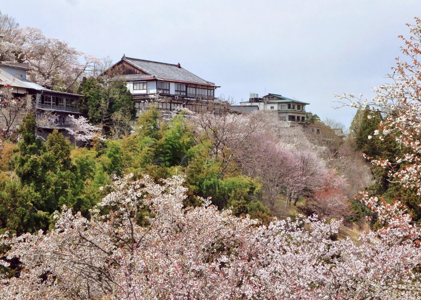 Where to see cherry blossoms in Hong Kong and beyond | Honeycombers