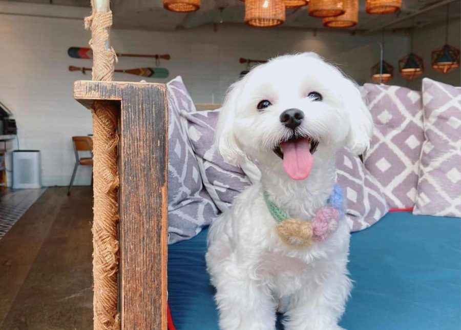 26 dog-friendly cafes in Hong Kong that we love | Honeycombers