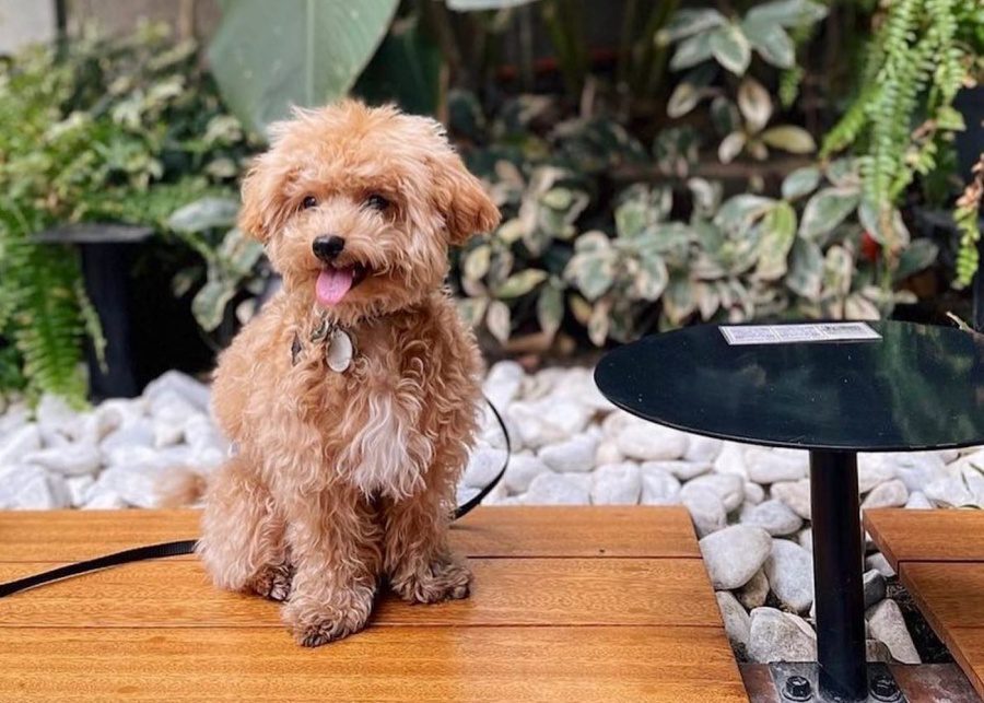26 dog-friendly cafes in Hong Kong that we love | Honeycombers