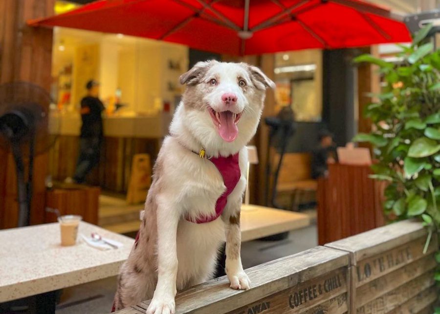 28 dog-friendly cafes in Hong Kong that we love | Honeycombers