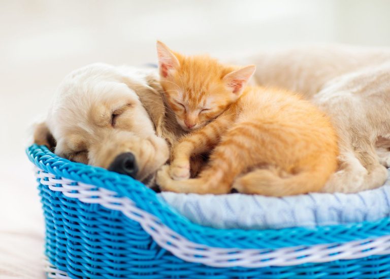 Trusty pet sitters and pet boarding in Hong Kong | Honeycombers