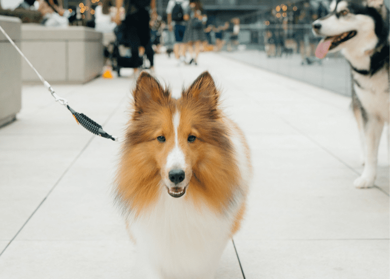 Pet-friendly malls in Hong Kong: It’s playtime! | Honeycombers