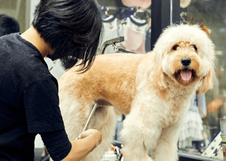 Pet-friendly malls in Hong Kong: It’s playtime! | Honeycombers
