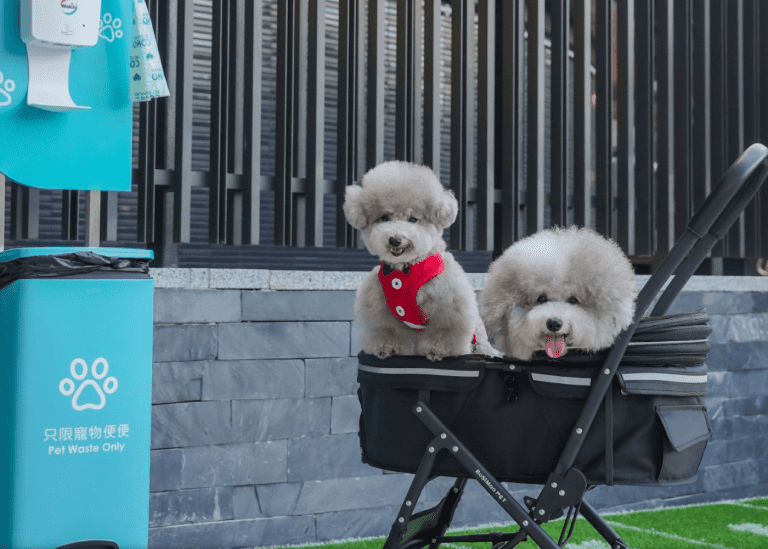 Pet-friendly malls in Hong Kong: It’s playtime! | Honeycombers