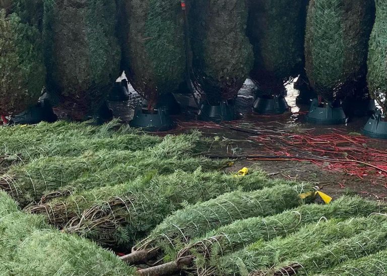 Reduce, reuse, and recycle your Christmas trees in HK | Honeycombers