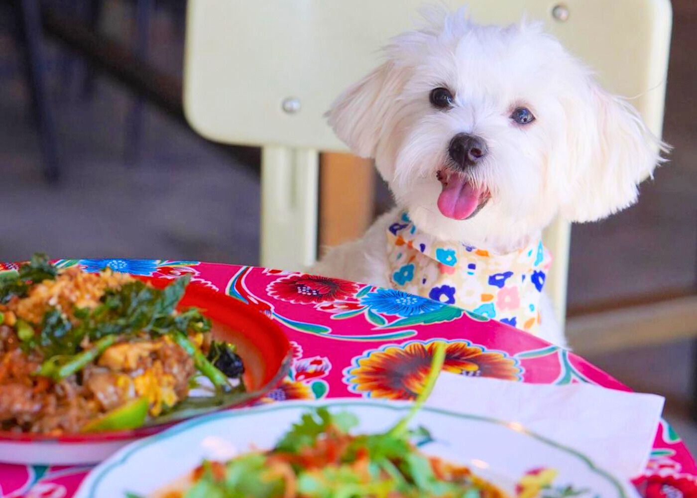 26 dog-friendly cafes in Hong Kong that we love | Honeycombers