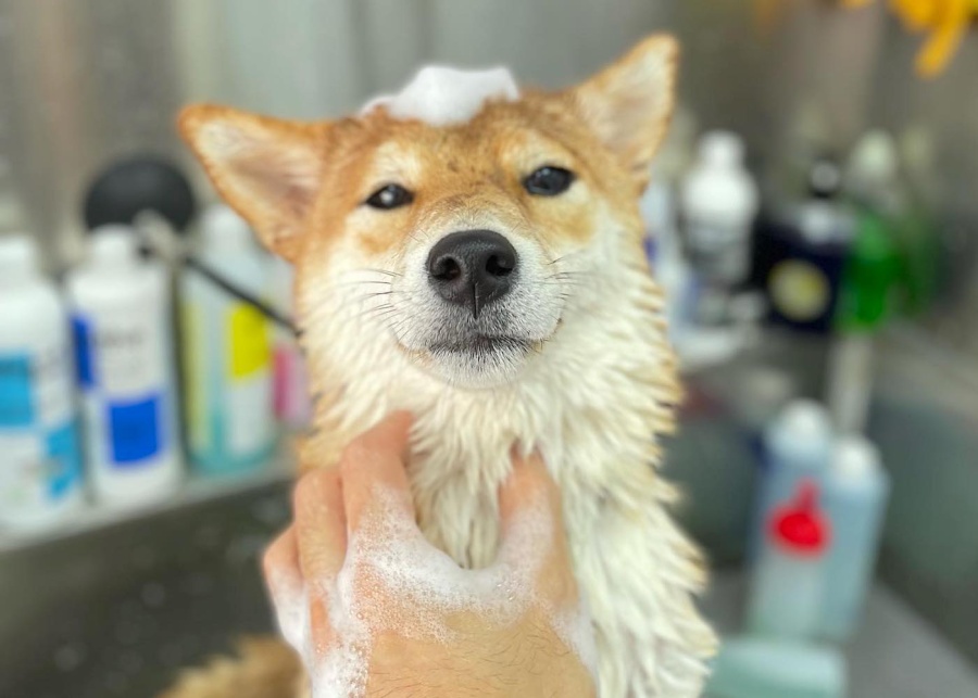 Pet grooming in Hong Kong for furry friends | Honeycombers