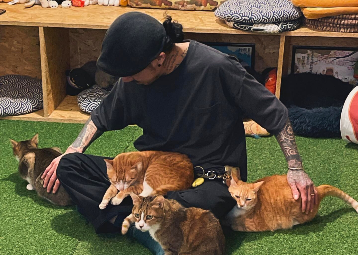 6 Paw-some cat cafes in Hong Kong