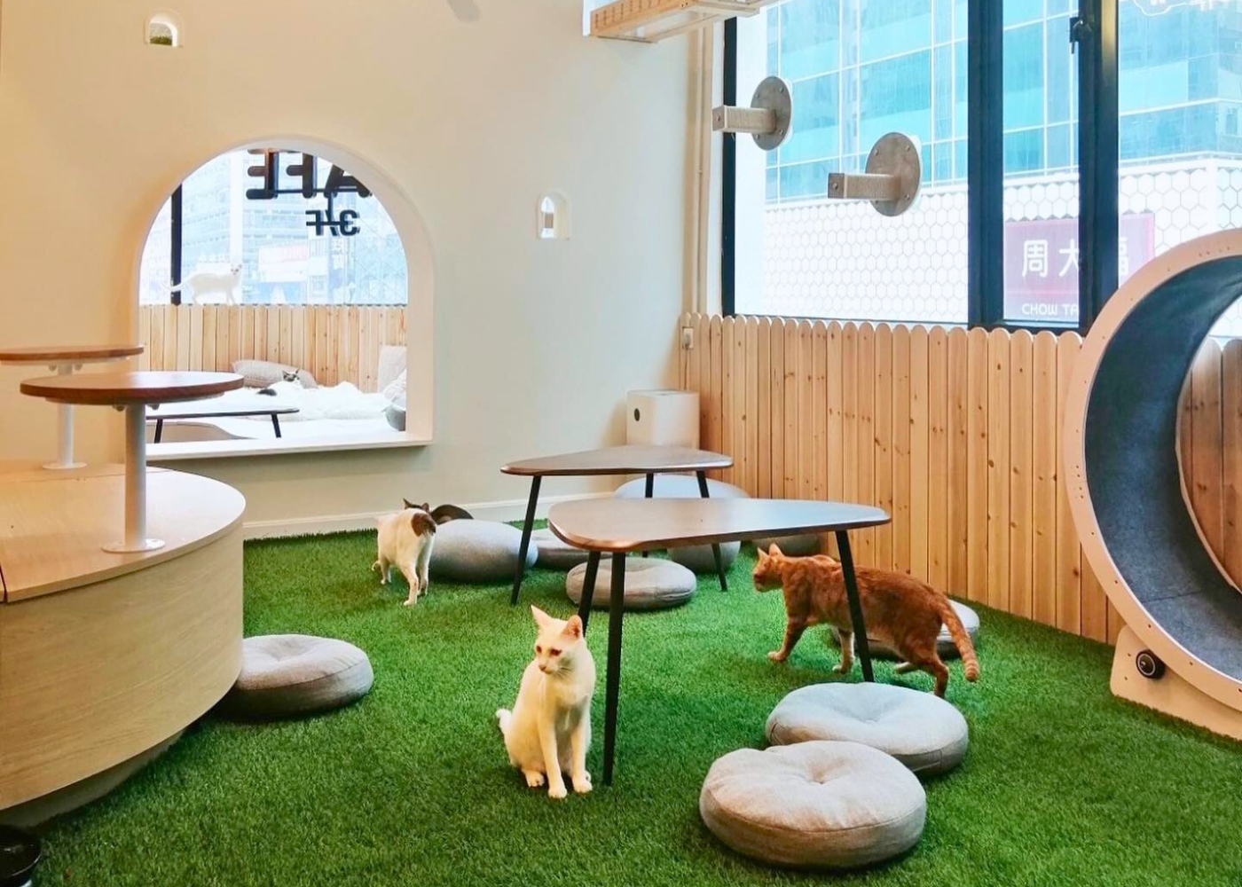 6 Paw-some cat cafes in Hong Kong