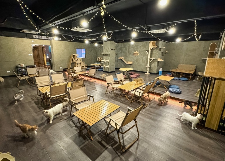 6 Paw-some cat cafes in Hong Kong